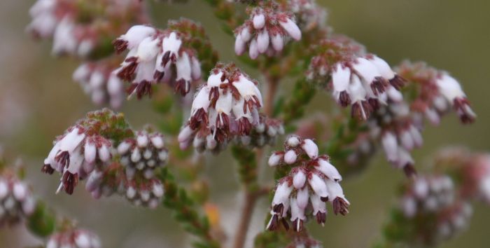 Erica ericoides | PlantZAfrica